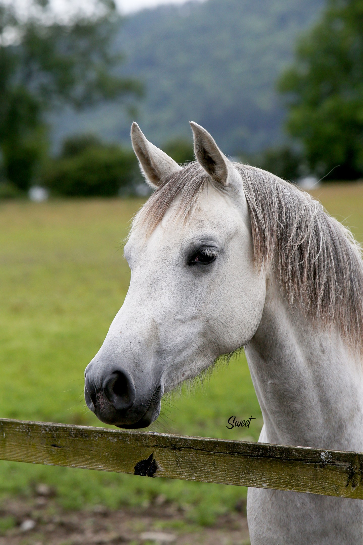 Briery Atea – KWS Arabians